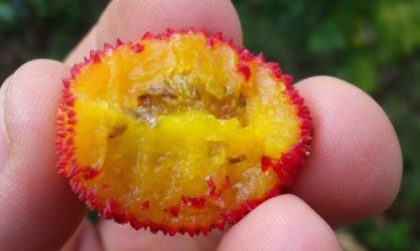 Arbutus (corbezzolo) recipes - In vacanza all'Argentario